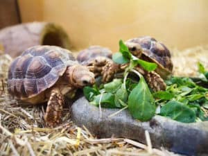 Top 15 Best Turtle Foods in 2023 (Recommended)